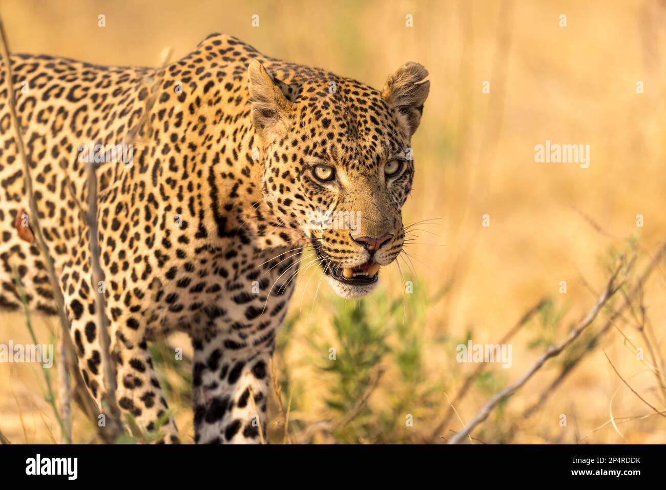 Leopard open mouth hi-res stock photography and images - Alamy