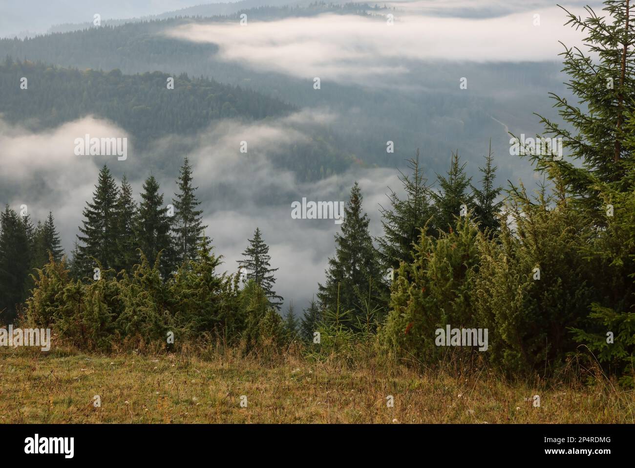 Picturesque view of mountain landscape with beautiful forest and fog ...