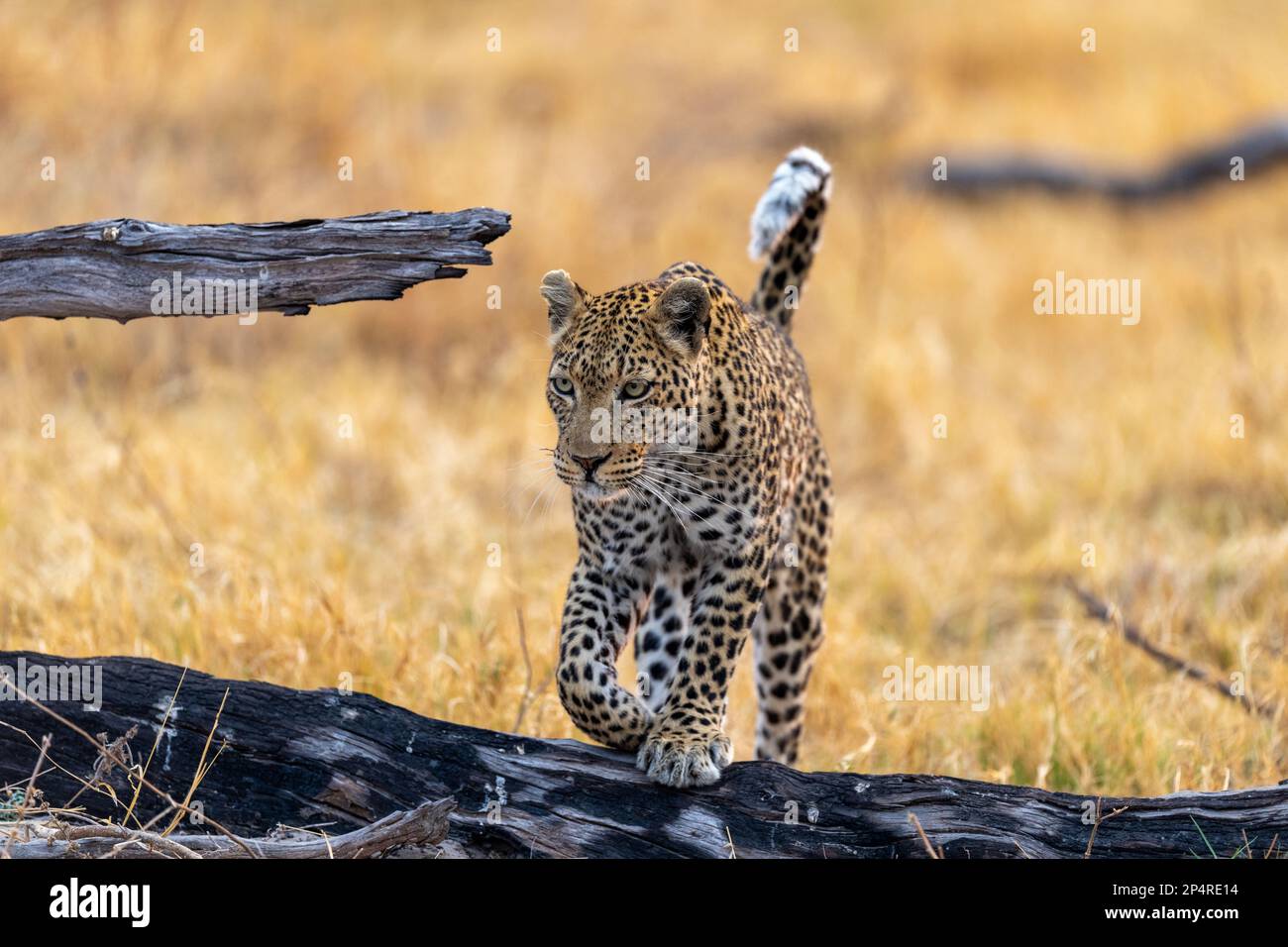 Dead leopard hi-res stock photography and images - Alamy