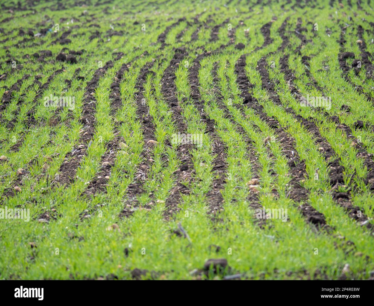 This stock photo depicts a lush green field covered in small ridges ...