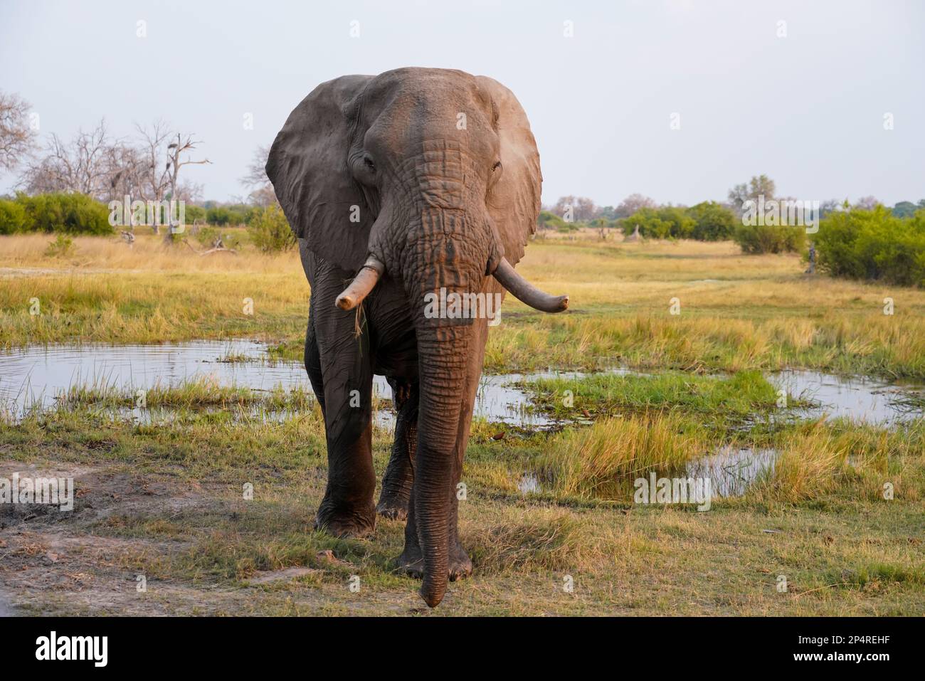 Big male elefant closeup full body shot walking through wet grass in ...