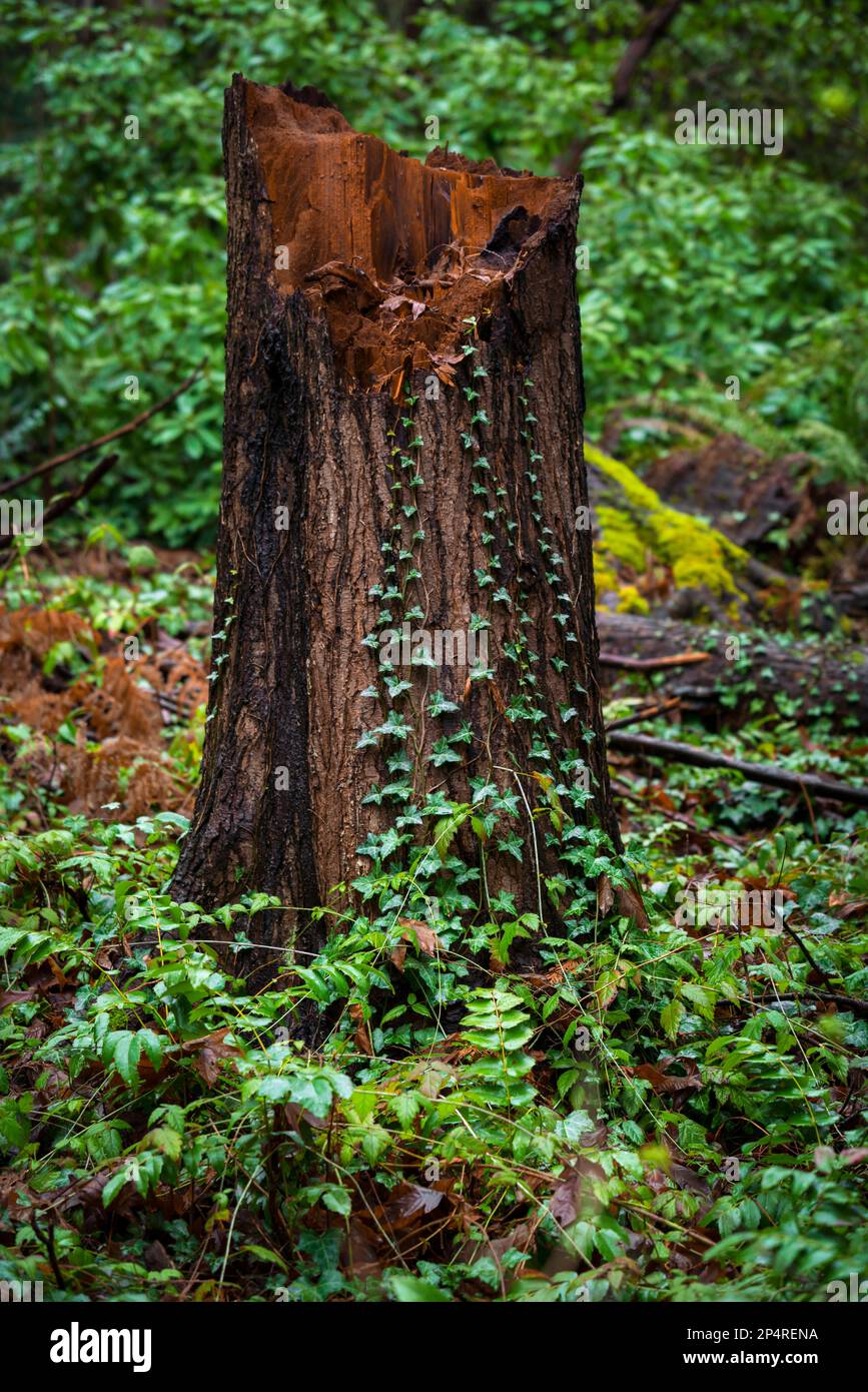 Tree stump surrounded by vibrant forest colors Stock Photo - Alamy
