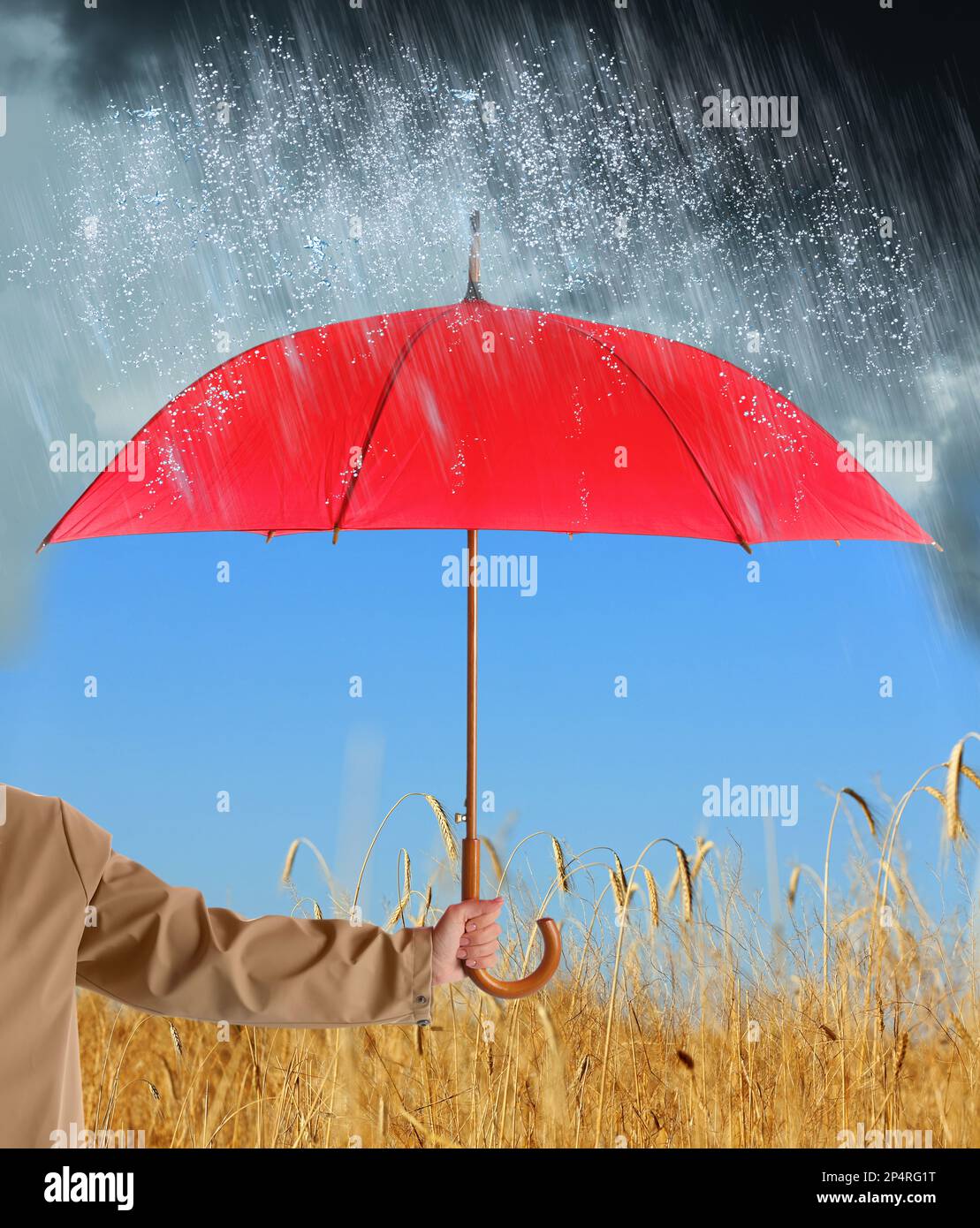 Woman with open red umbrella under heavy rain in wheat field, closeup ...