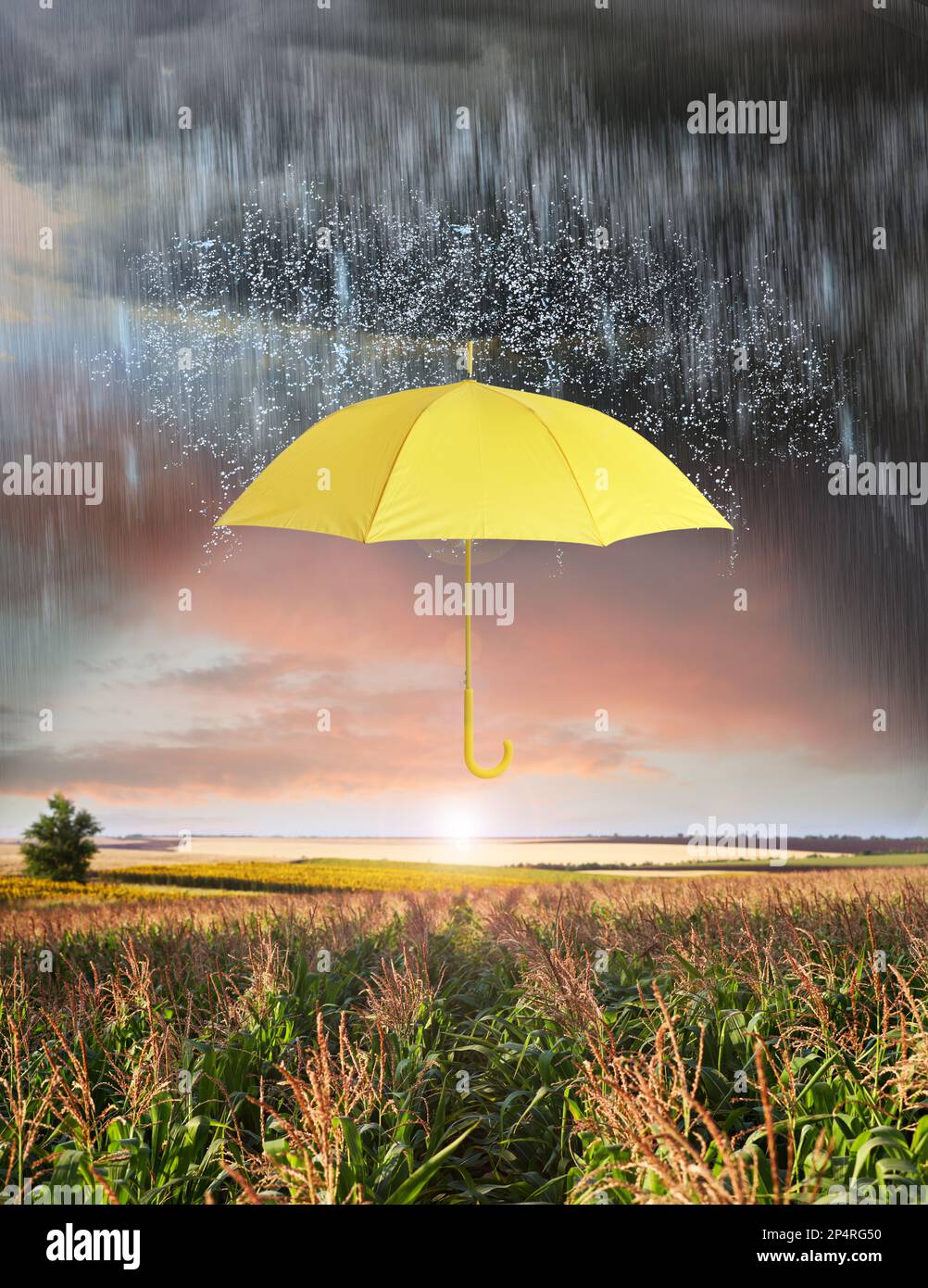 Open yellow umbrella under heavy rain in corn field Stock Photo - Alamy