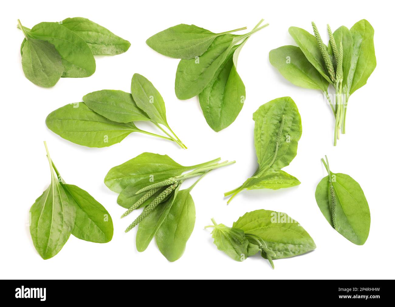Set with fresh broadleaf plantain plants on white background Stock ...