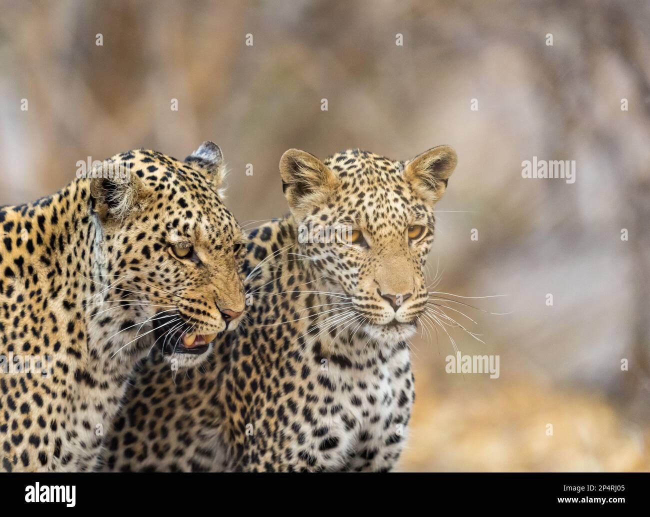Two Leopards mother and cub close up with teeth in Savutie Botswana ...