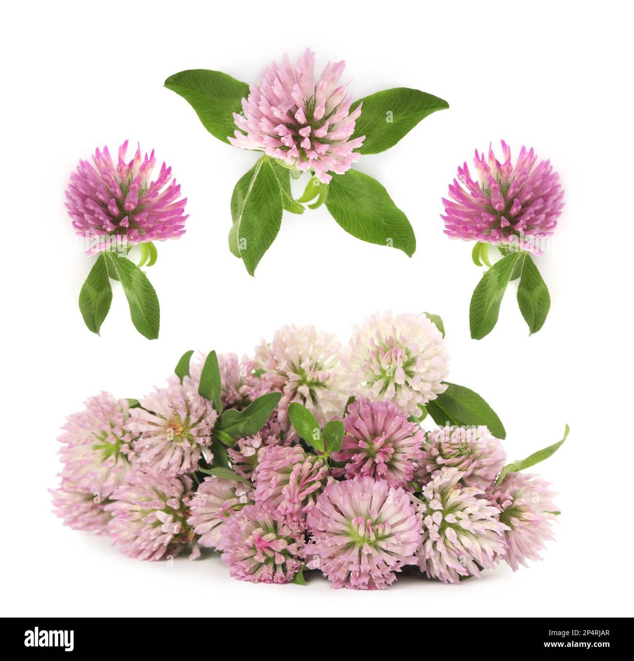 Set with beautiful clover flowers on white background Stock Photo - Alamy