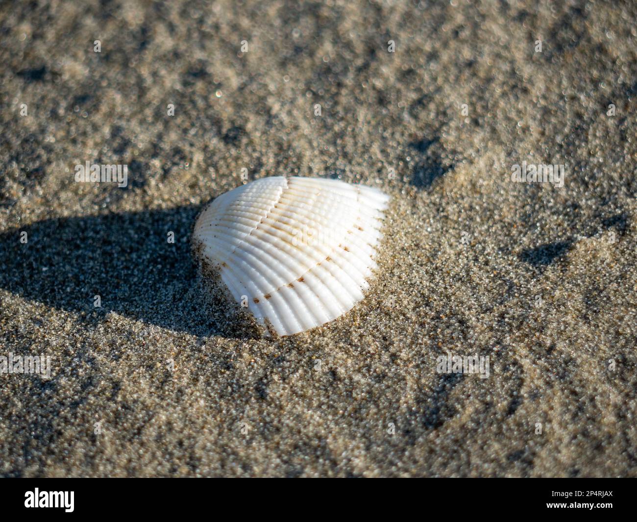 A pristine white seashell rests on a sandy beach, illuminated by the ...