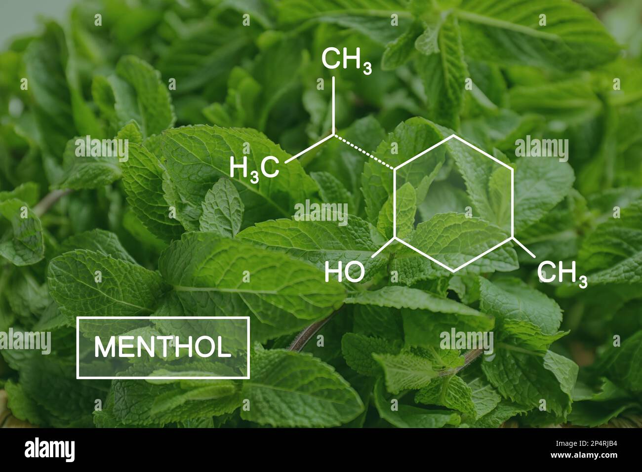 Illustration of menthol chemical formula and fresh aromatic green mint ...