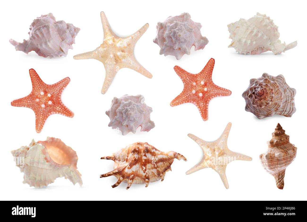 Collection of different beautiful sea stars and shells on white ...