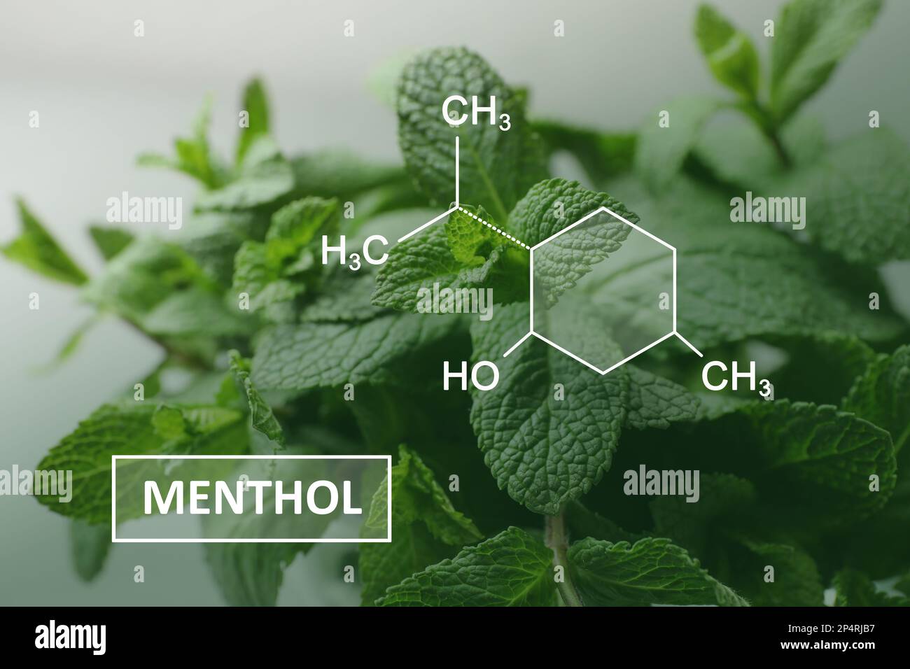 Illustration of menthol chemical formula and fresh aromatic green mint ...