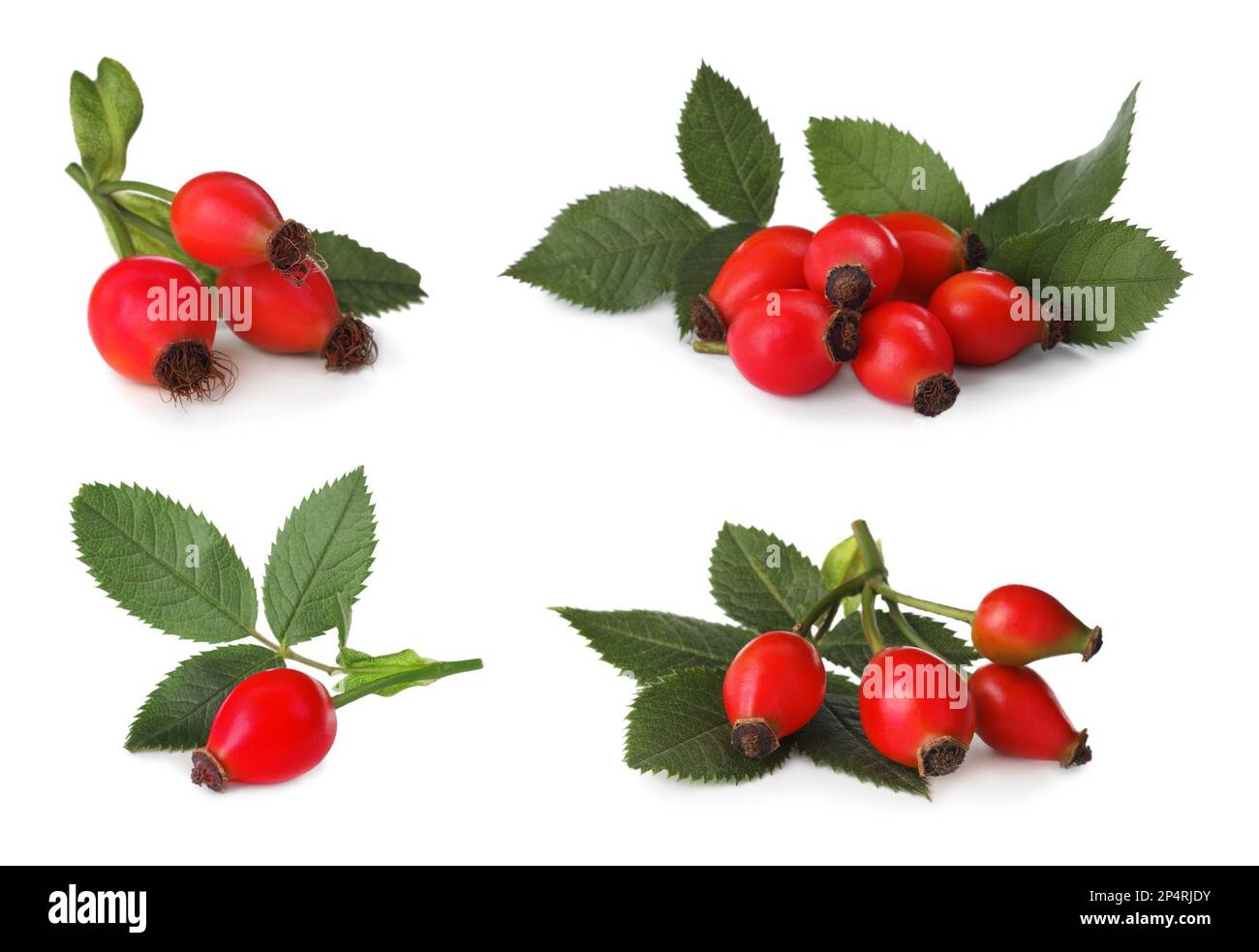 Set rose hip berries Cut Out Stock Images & Pictures - Alamy