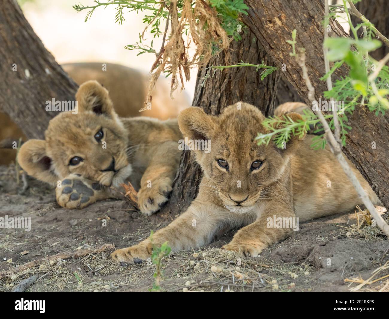 Lion cubs lazy under a tree sleeping and yawning Stock Photo - Alamy