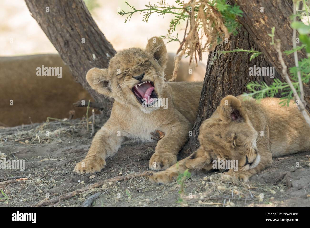 Lion sleeping under tree hi-res stock photography and images - Alamy