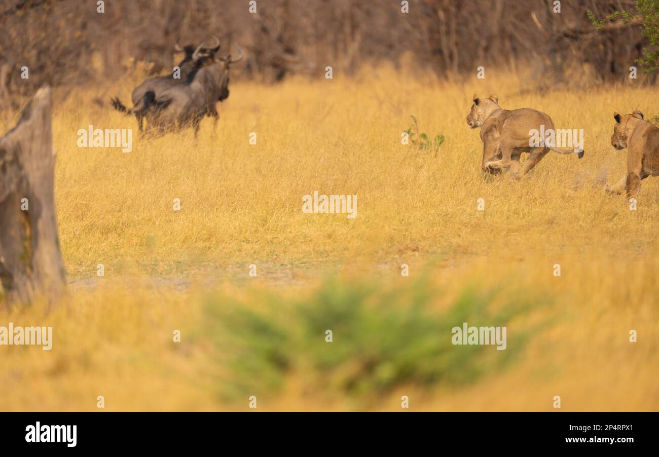 Lion pride going for a kill of a gnu Stock Photo - Alamy
