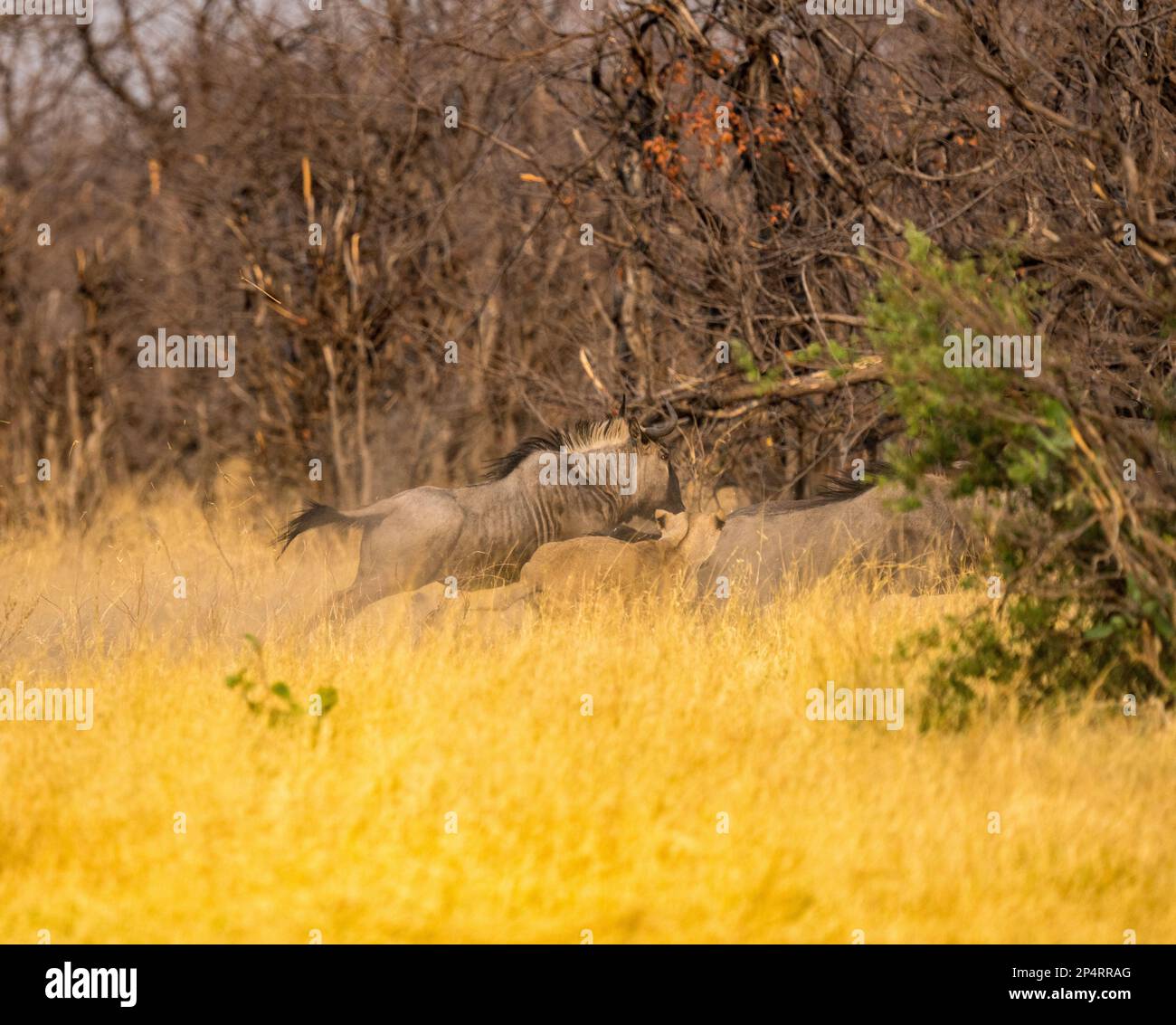 King killing lion hi-res stock photography and images - Alamy