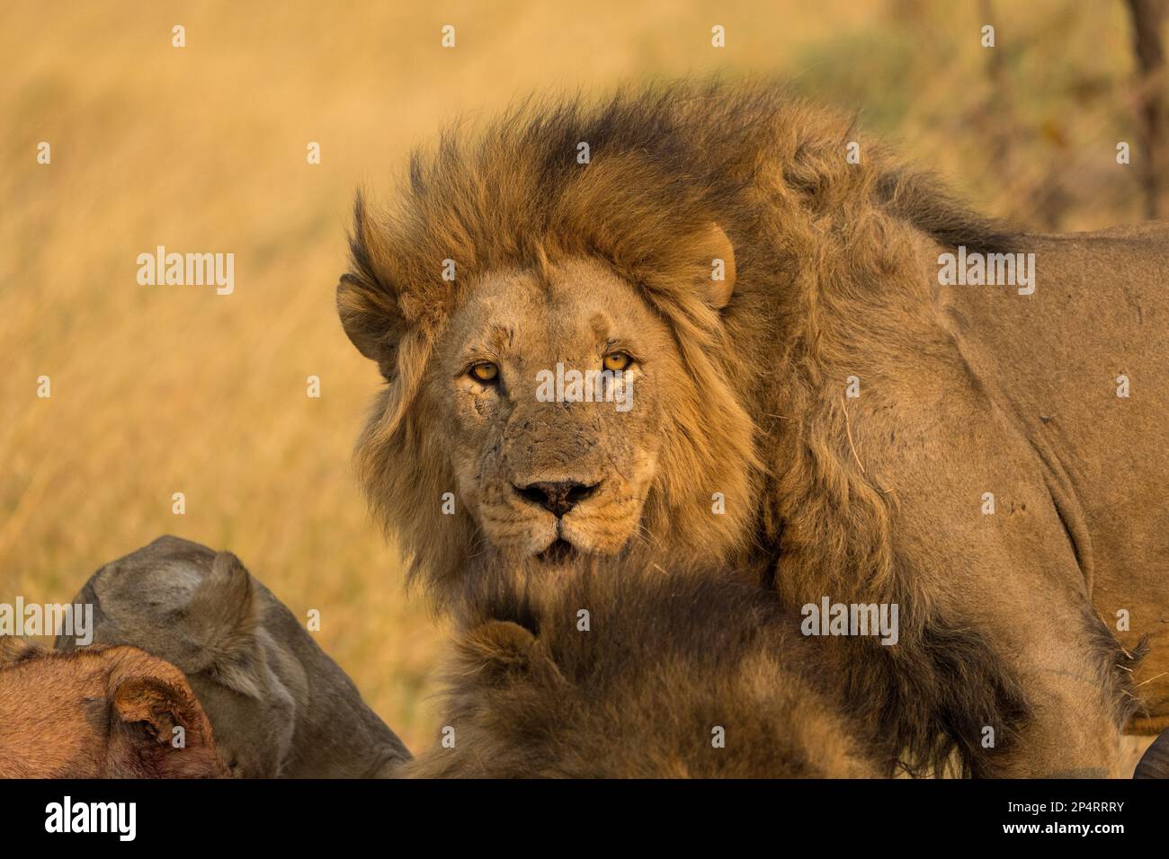 Lion pride going for a kill of a gnu Stock Photo - Alamy