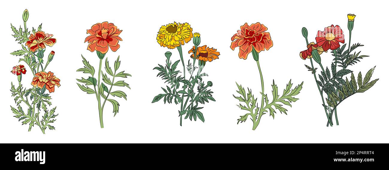 Birth flower october Stock Vector Images - Alamy