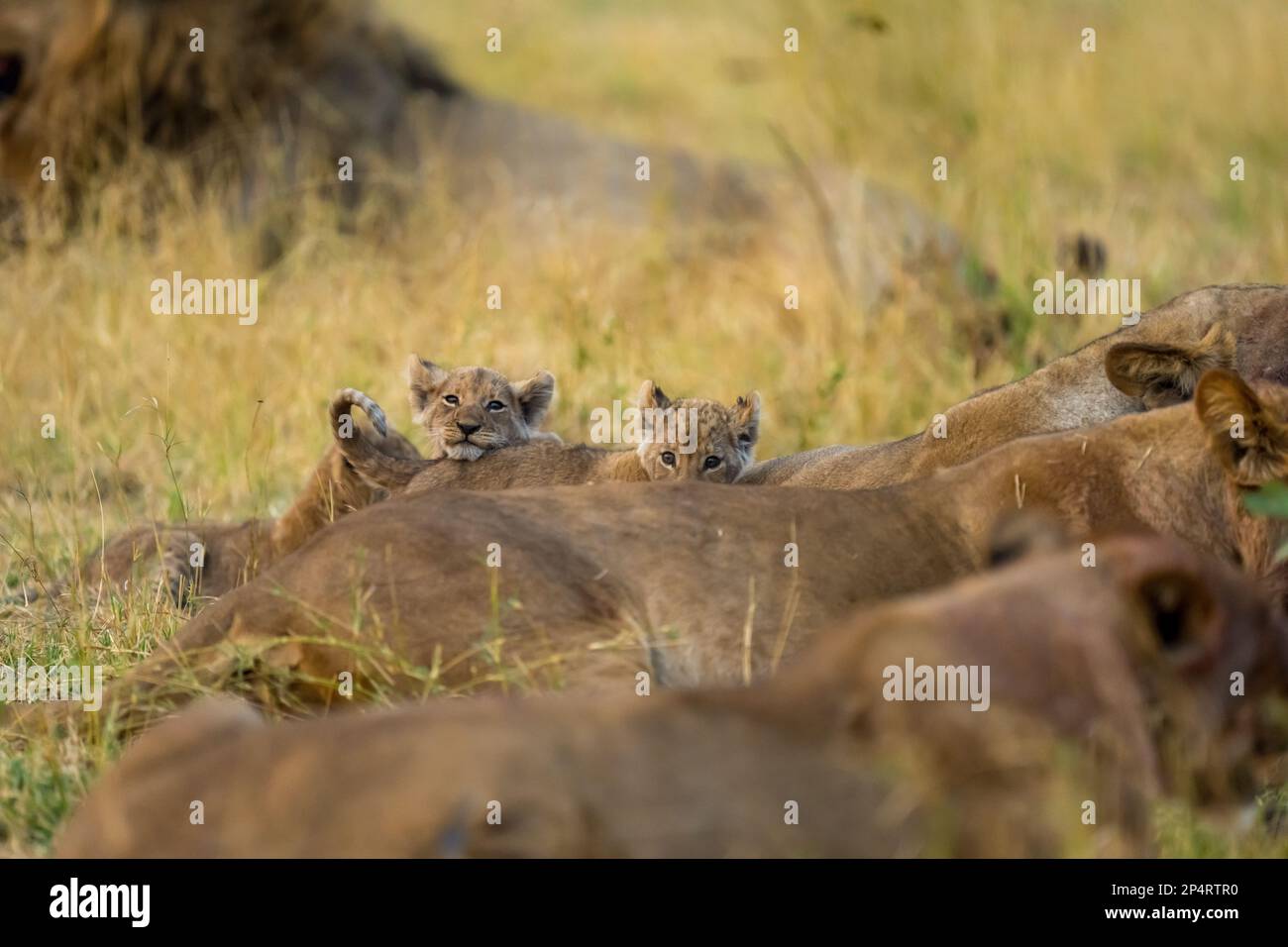 Two lion cubs at the back of her mother during feeding in Botswana ...