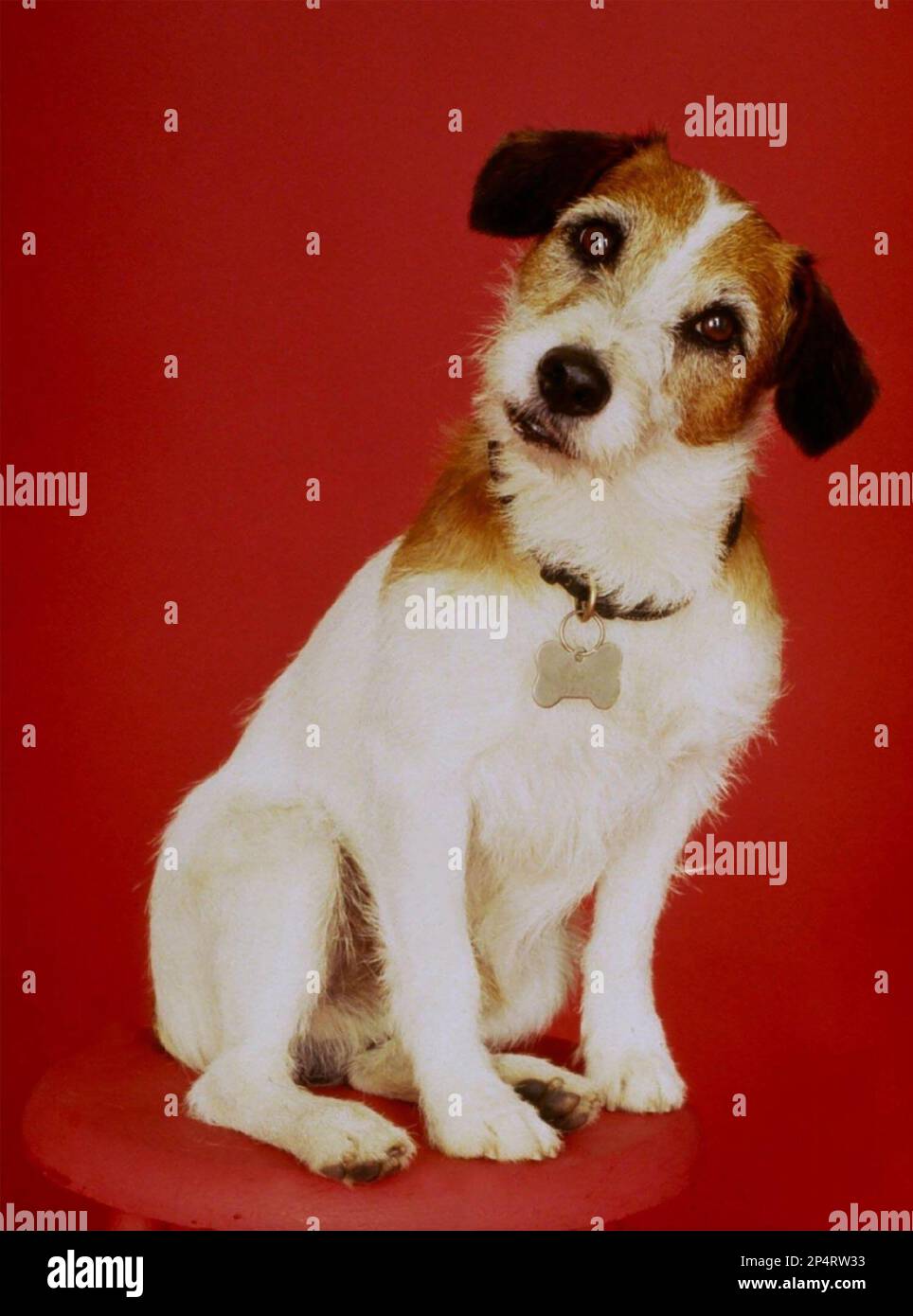 MOOSE (1990-2006) the Jack Russell Terrier in the NBC TV series Frasier ...