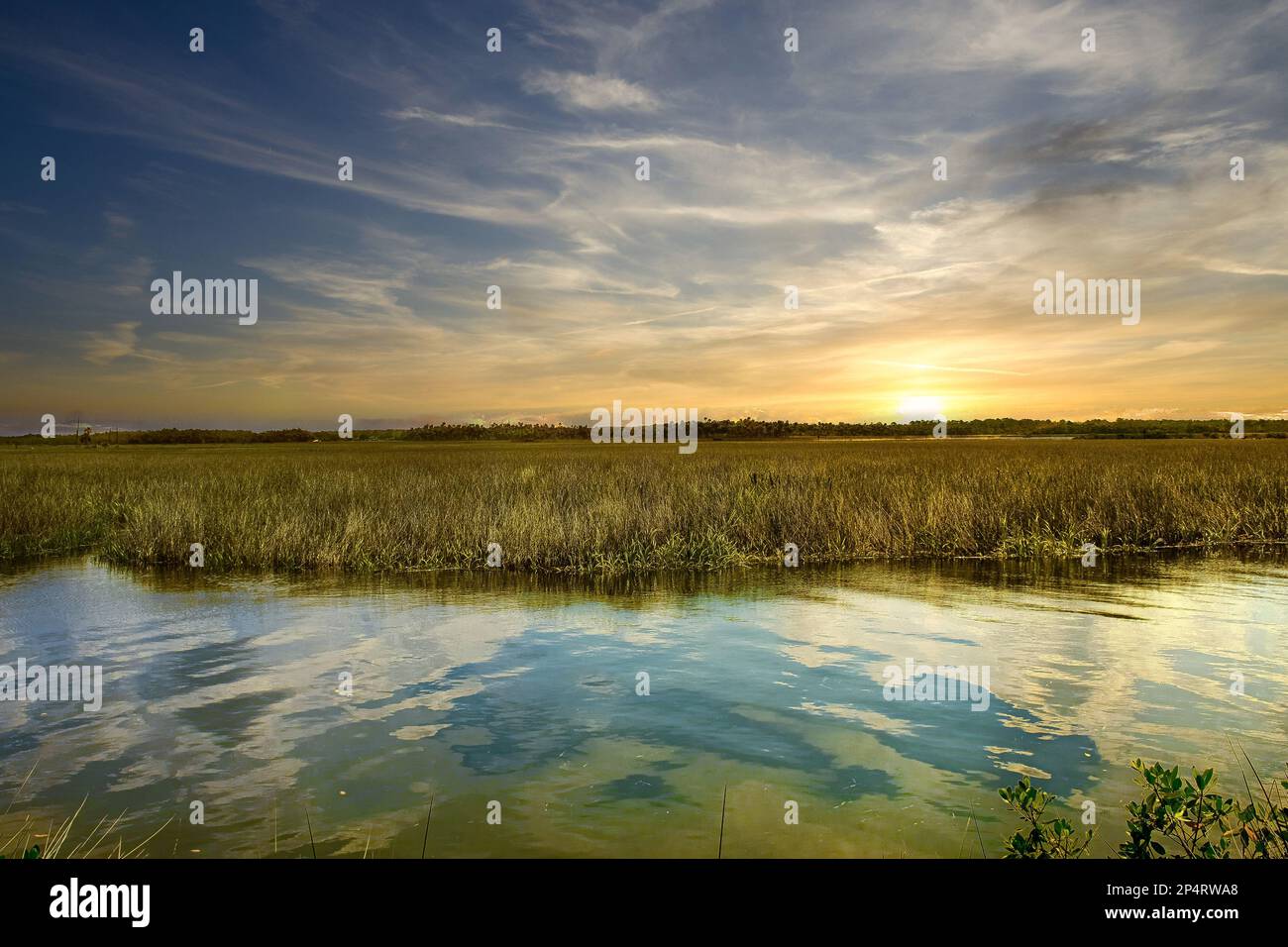 The Shoreline of Florida's Nature Coast Stock Photo - Alamy