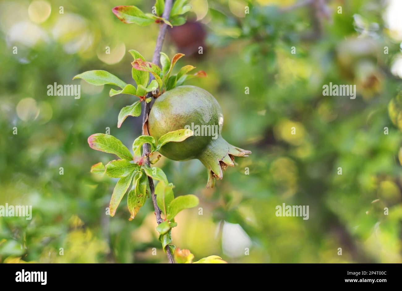 Pomegranate tree branch with fruit Stock Photo - Alamy