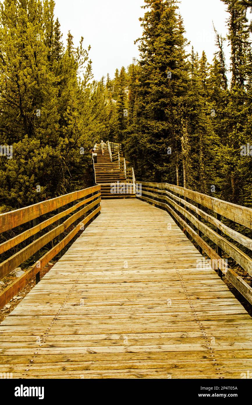 A wooden bridge stretches across a lush forest landscape leading to the ...