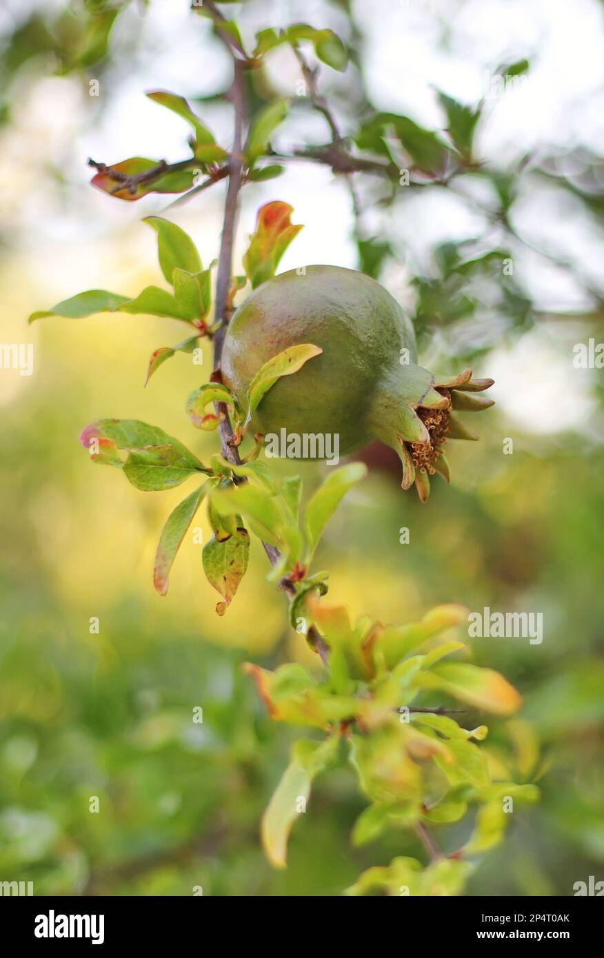 Pomegranate tree branch hi-res stock photography and images - Alamy