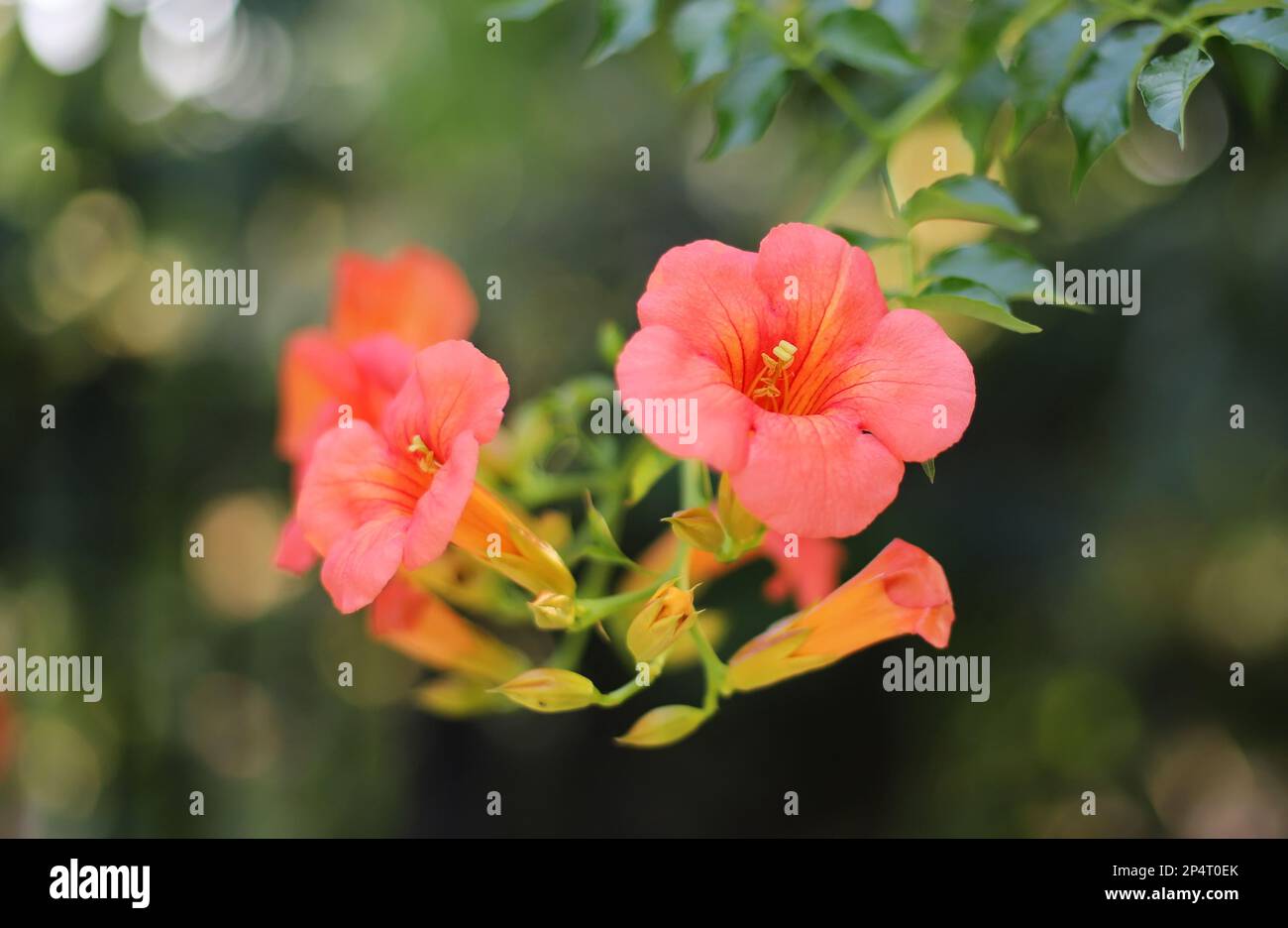 Red Tecoma stans (Esperanza plant, Campsis radicans) in the garden ...