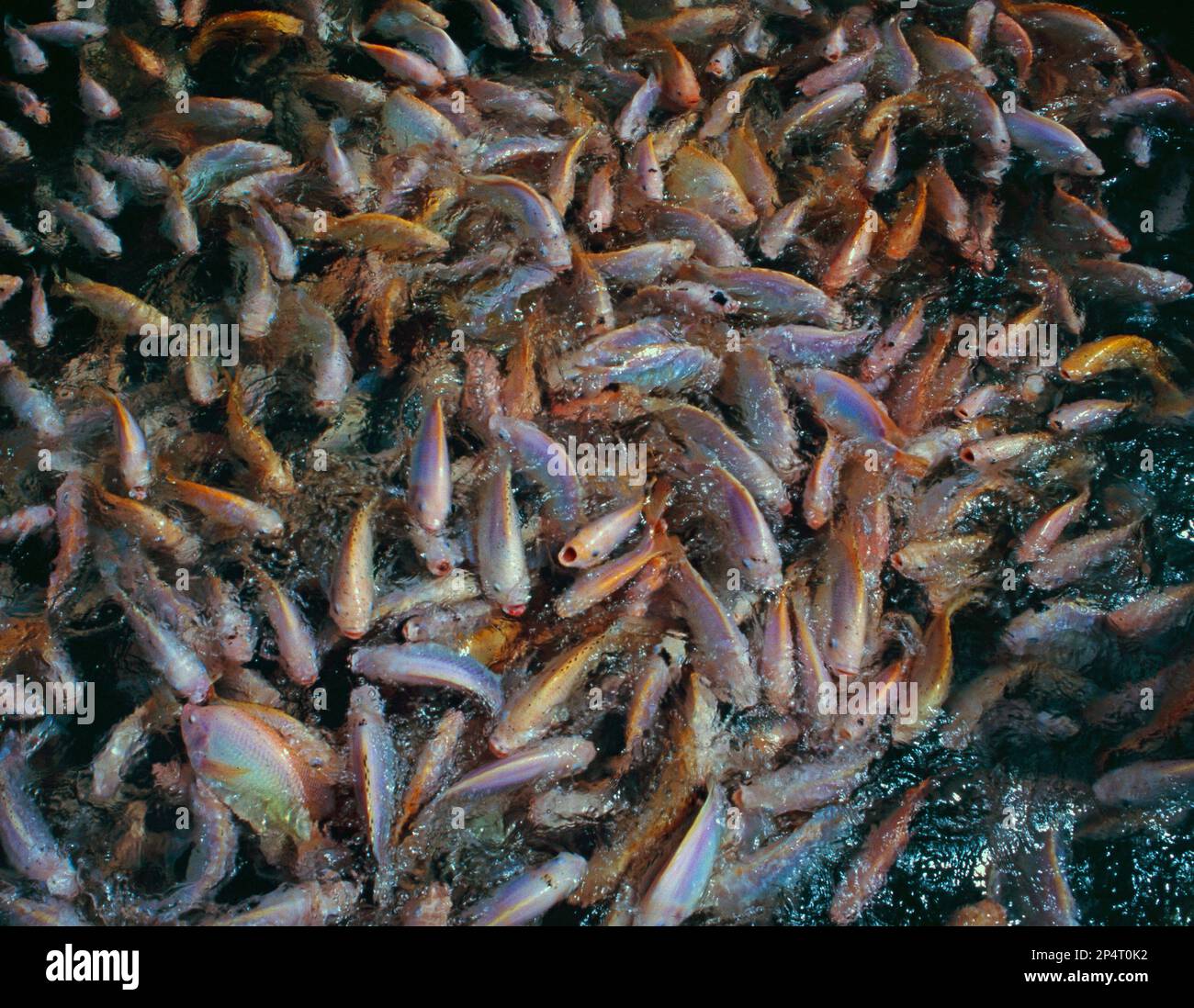 Malaysia: A fish farming culture in Sarawak on Borneo Island Stock ...