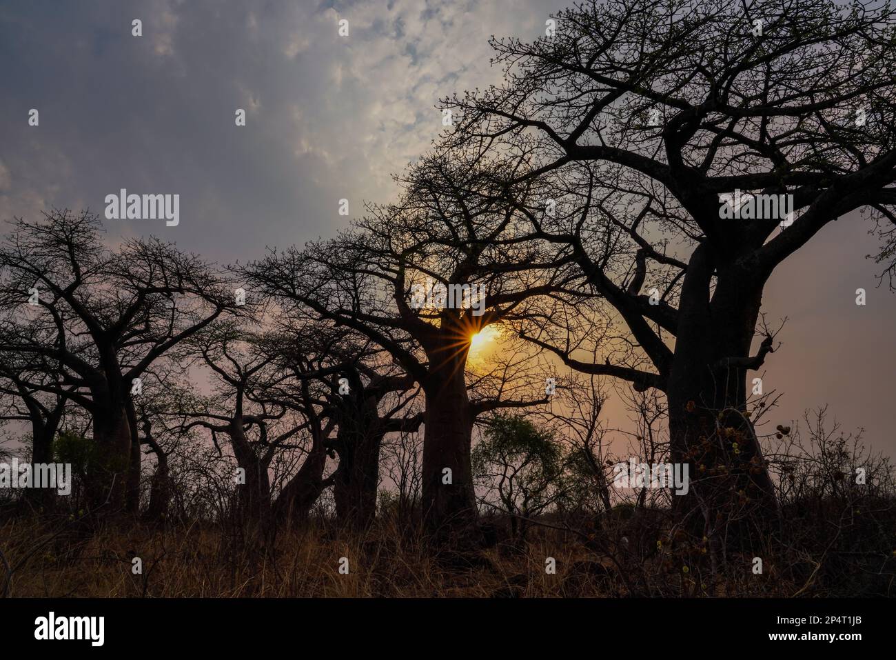 Baobab trees kalahari hi-res stock photography and images - Alamy