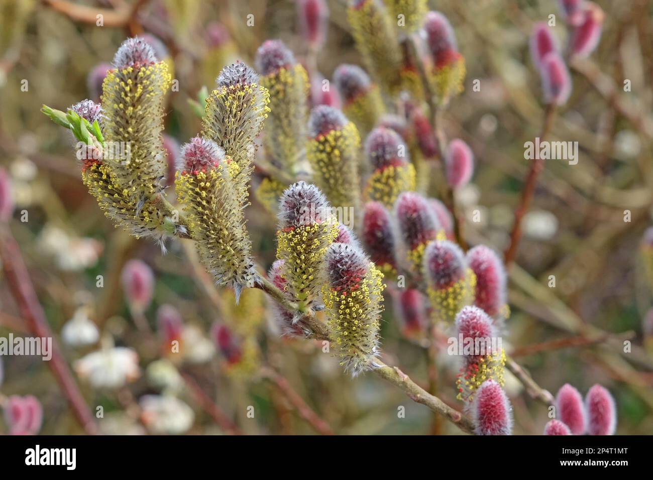 The red catkins of Salix gracilistyla 'Mount AsoÕ Stock Photo - Alamy