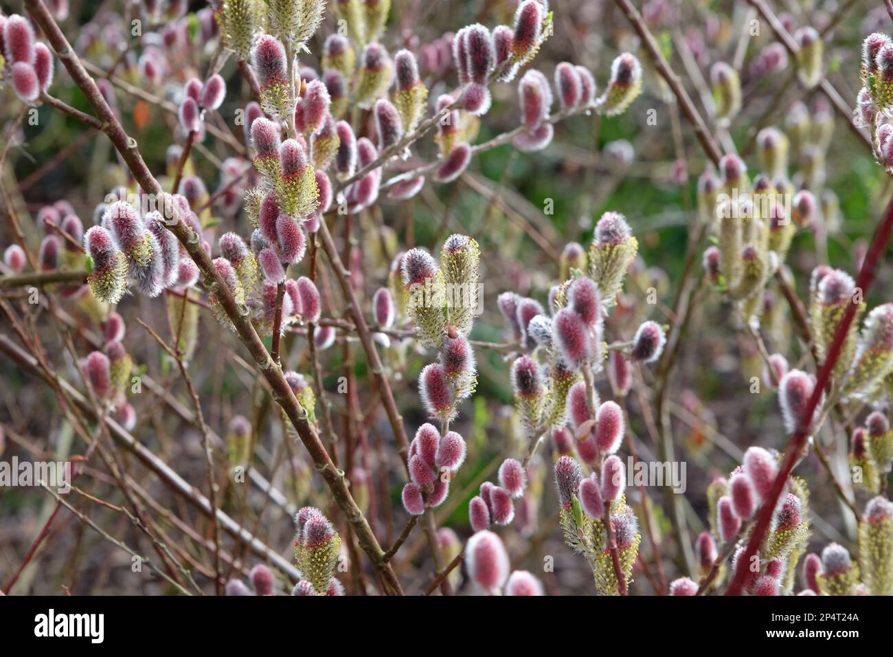 The red catkins of Salix gracilistyla 'Mount AsoÕ Stock Photo - Alamy