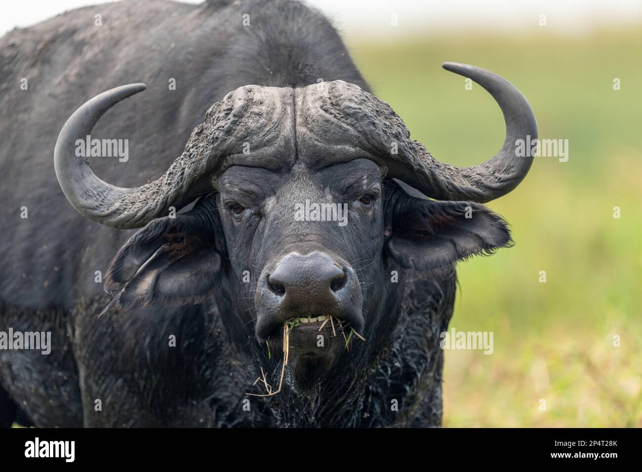 Botswana conservation hi-res stock photography and images - Alamy