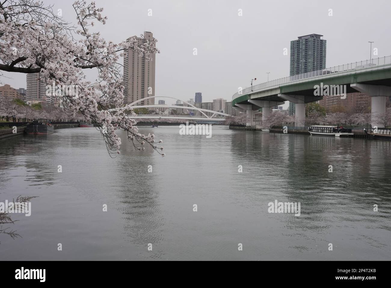 sakura in japan spring Stock Photo - Alamy
