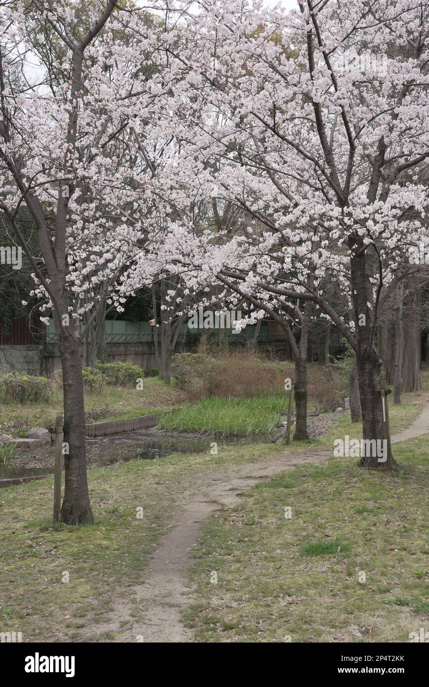 sakura in japan spring Stock Photo - Alamy