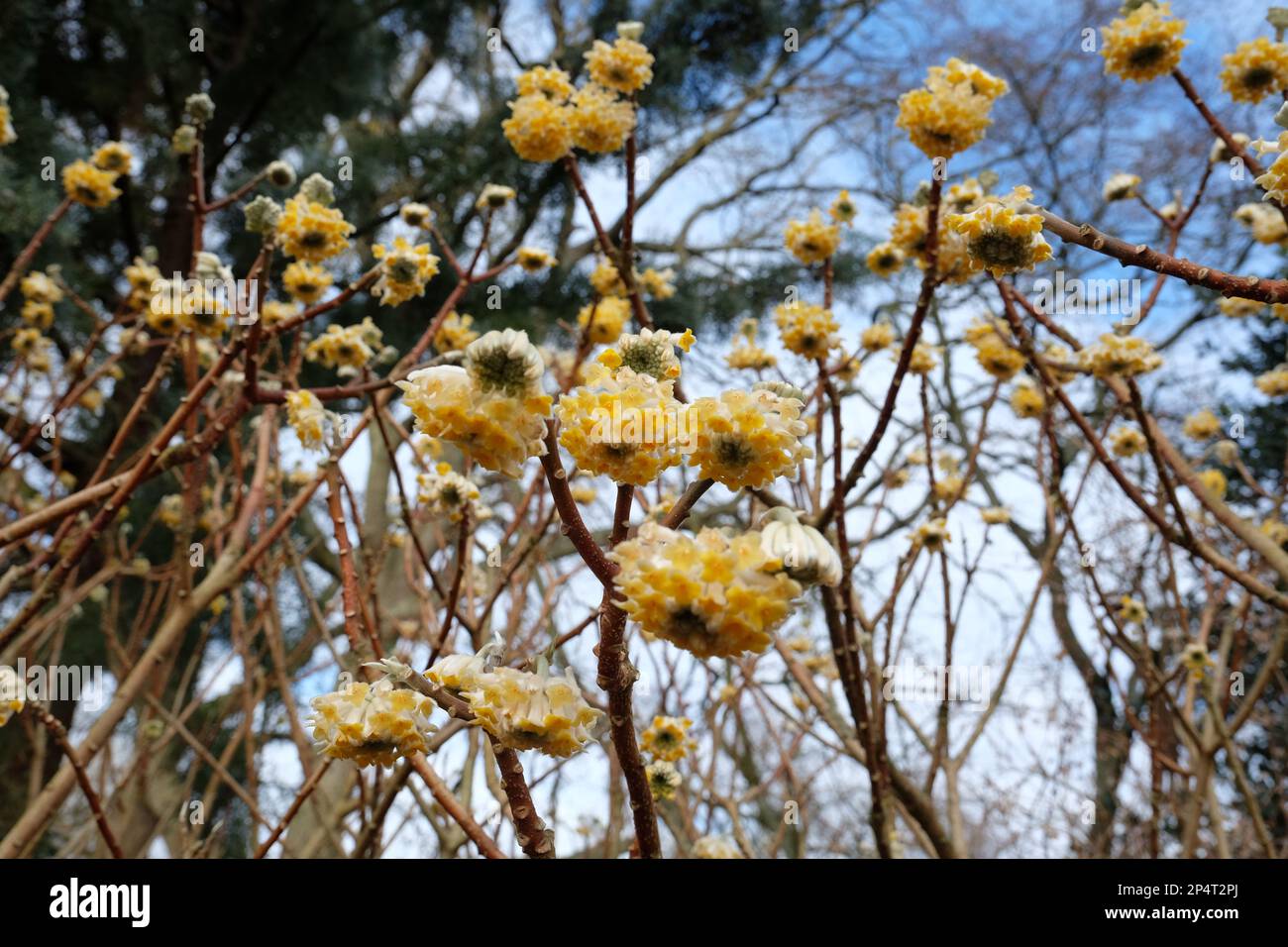 Yellow Edgeworthia chrysantha 'grandiflora' in bloom during the winter ...