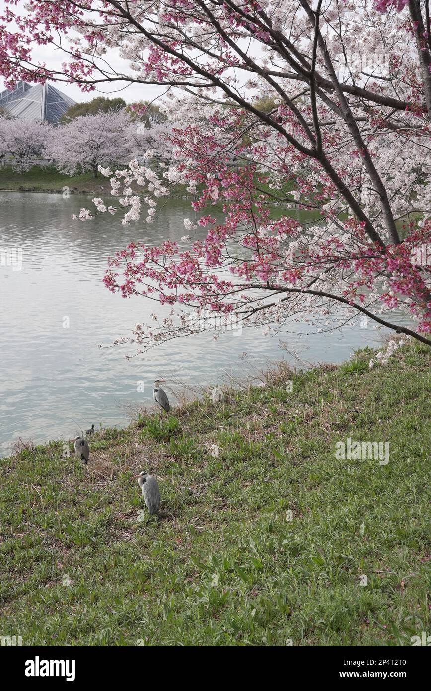 sakura in japan spring Stock Photo - Alamy