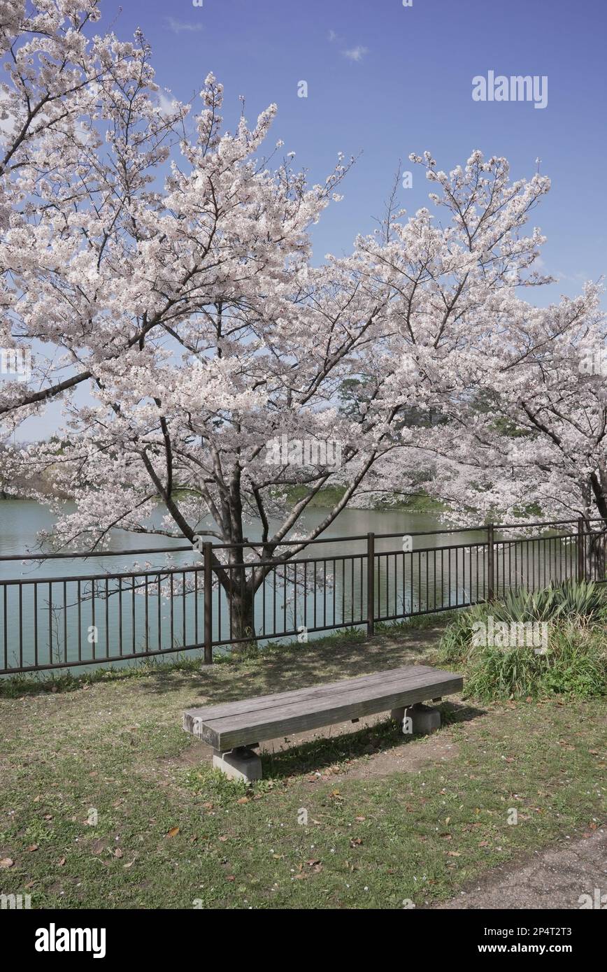 Outdoor nature photography japan hi-res stock photography and images ...