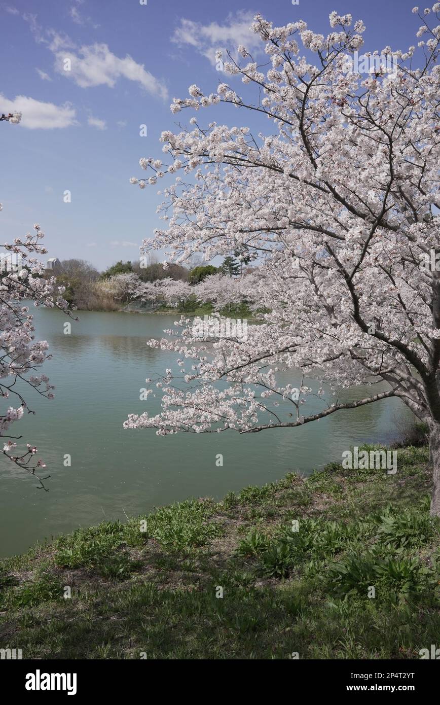 Beautiful japan hi-res stock photography and images - Alamy