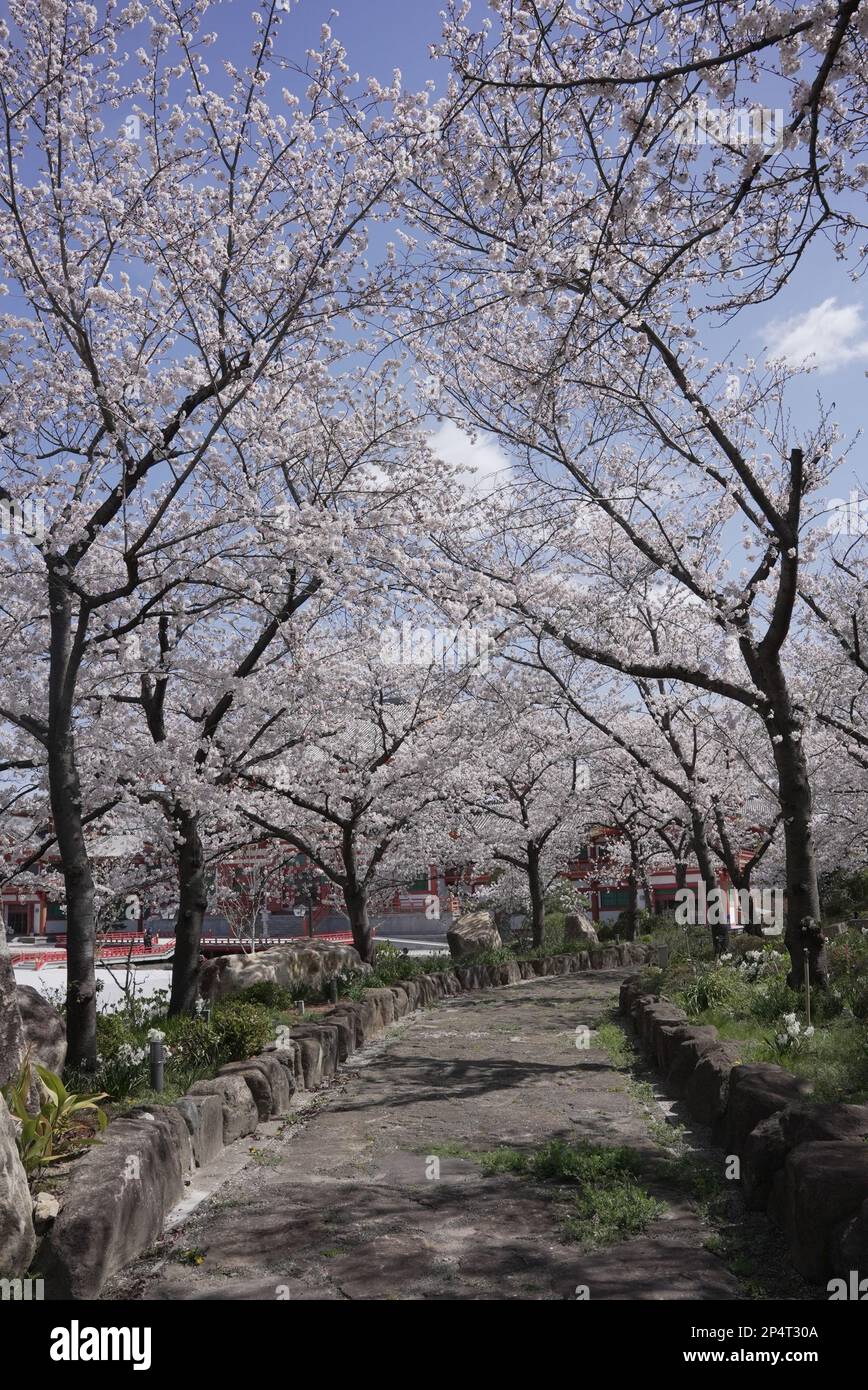 Sakura in japan hi-res stock photography and images - Alamy