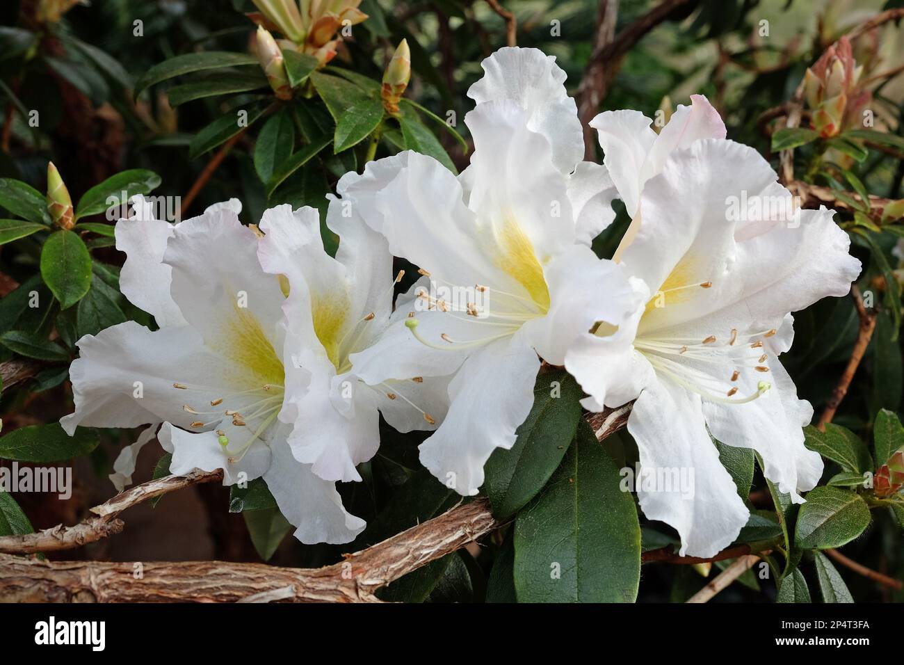 White Rhododendron veitchianum in flower Stock Photo - Alamy