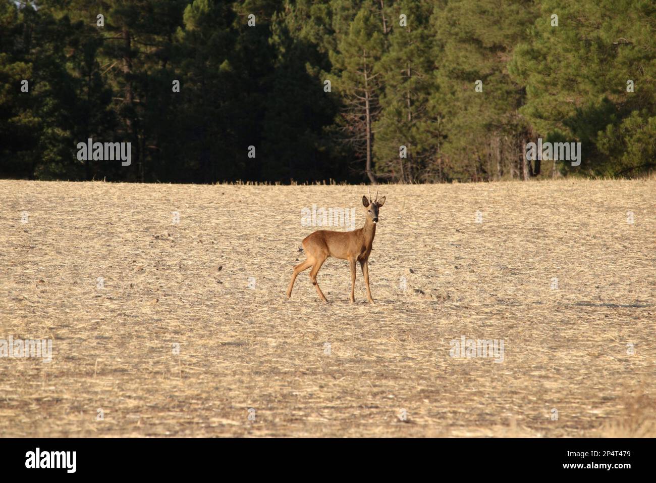 Venado animal naturaleza foto hi-res stock photography and images - Alamy