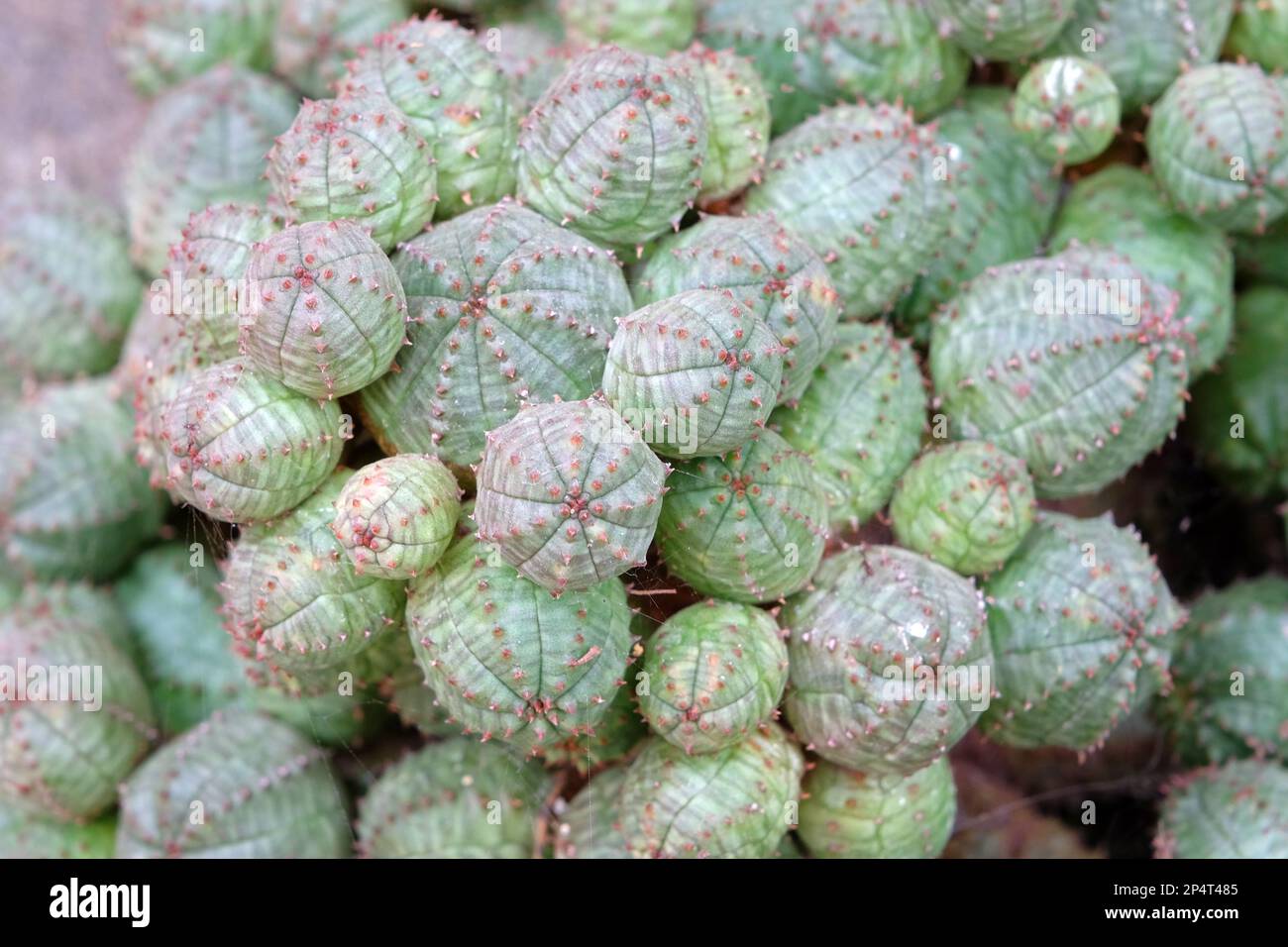 Baseball cactus hi-res stock photography and images - Alamy