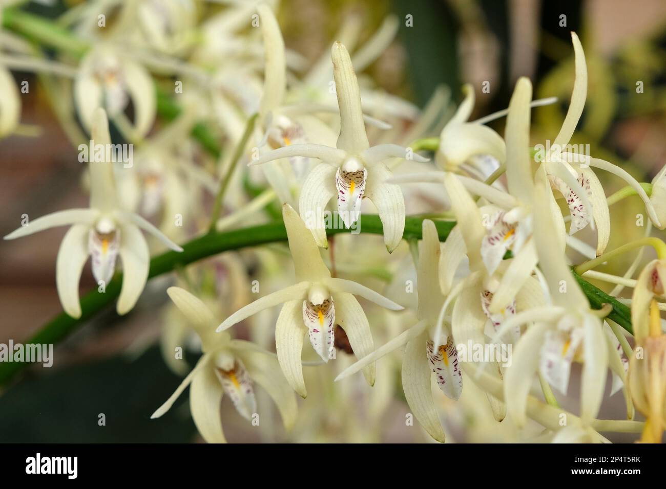 Dendrobium speciosum orchid in flower Stock Photo - Alamy
