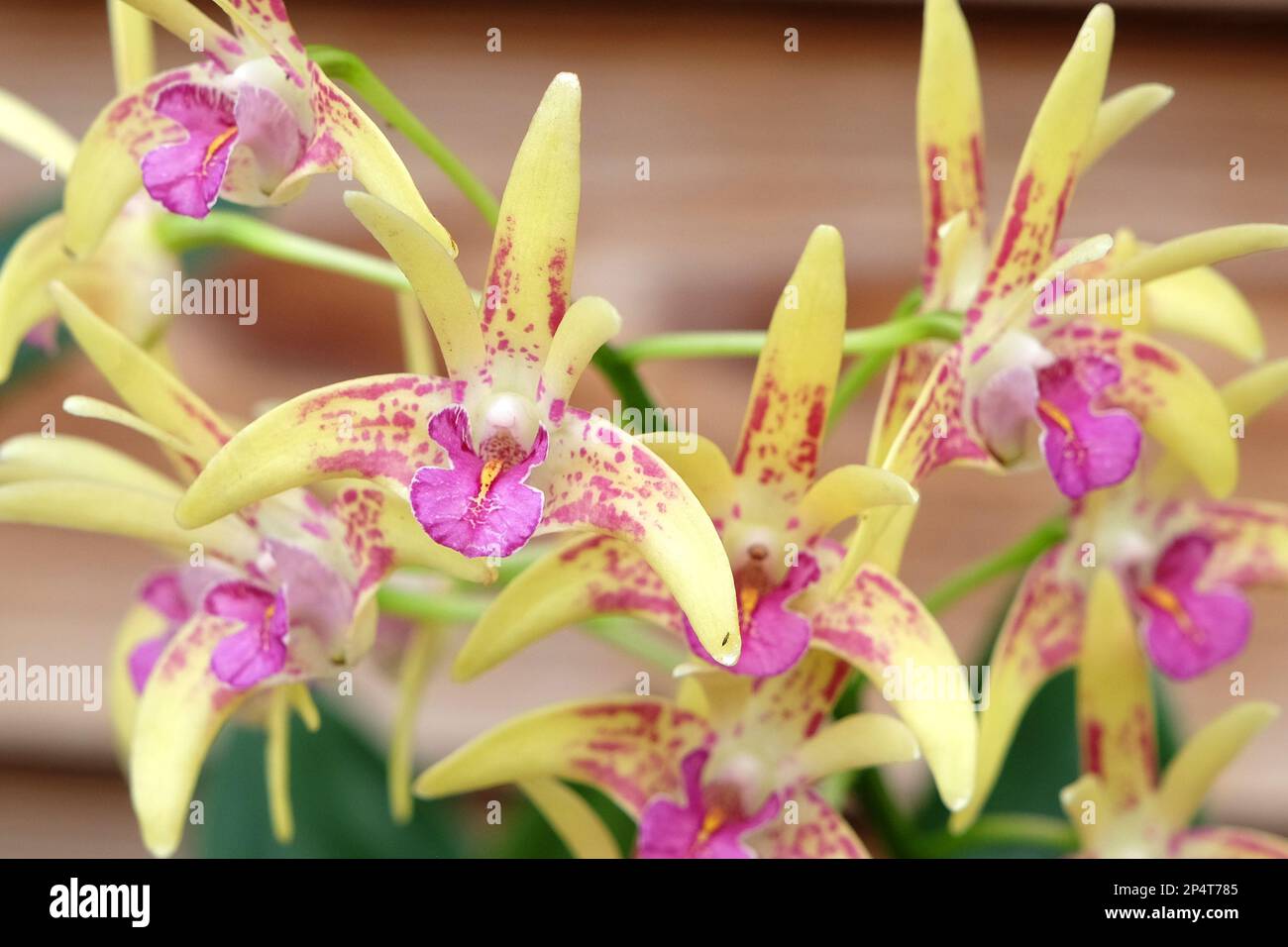 Dendrobium Australian Artist orchid in flower Stock Photo - Alamy