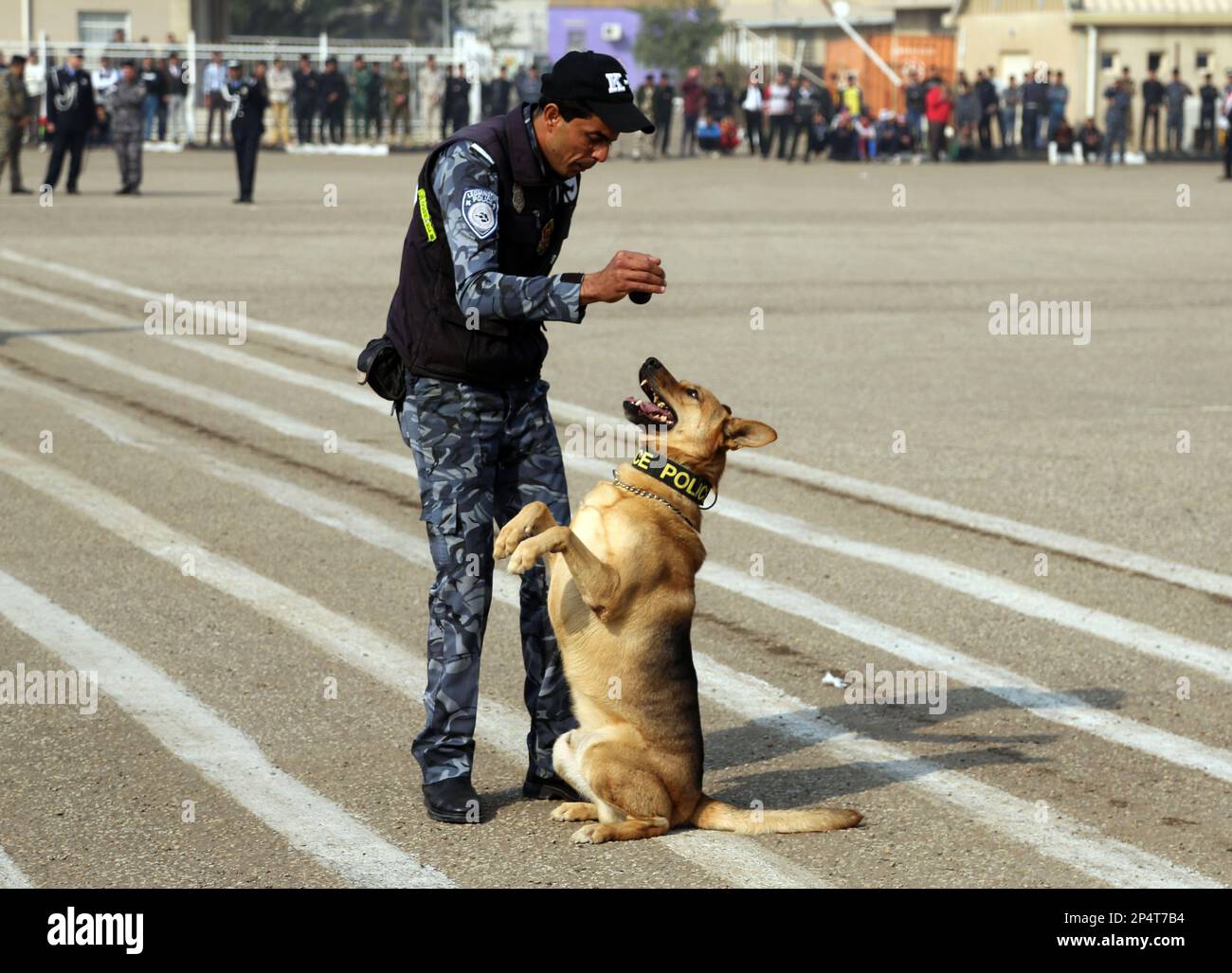 An Iraqi policeman and his K-9, dog demonstrate their skills during a ...
