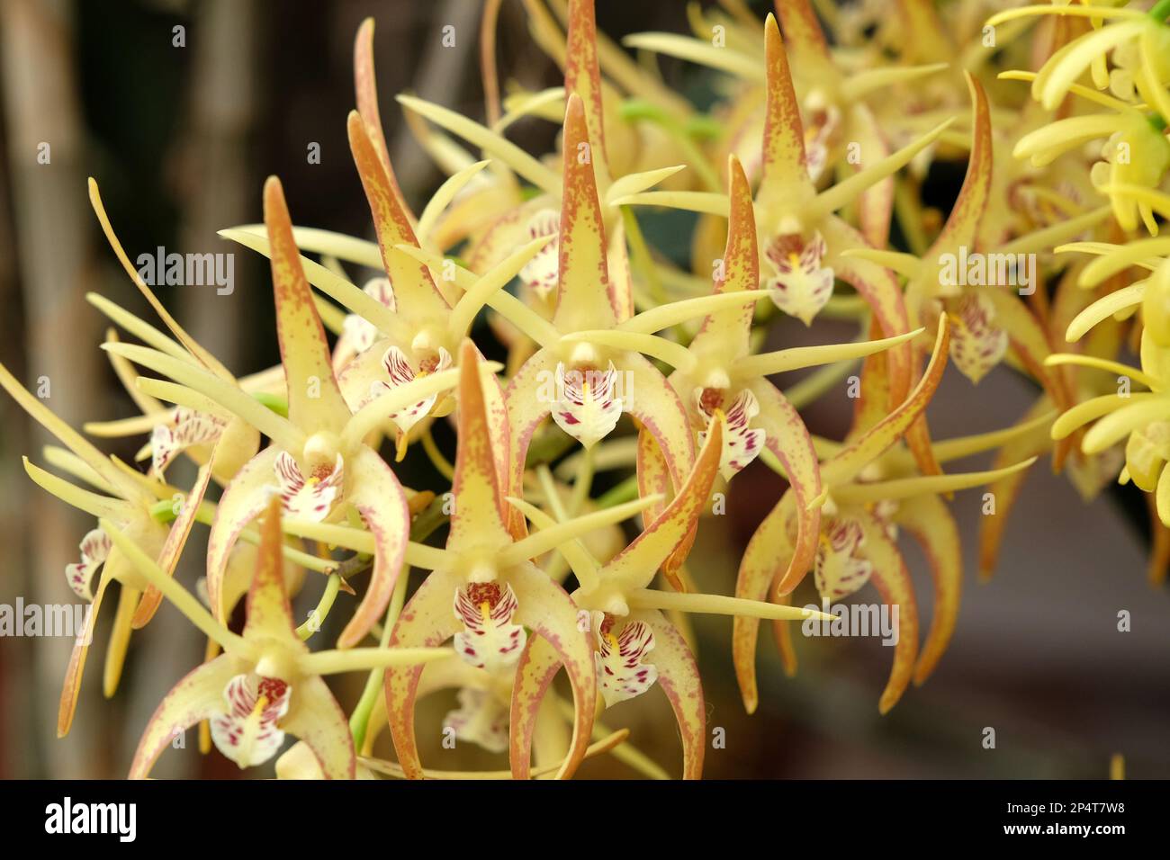 Dendrobium Hilda Poxon orchid in flower Stock Photo - Alamy