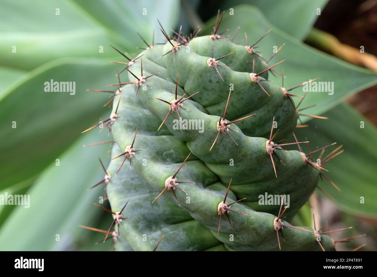 The spiralled shape of the Cereus spiralis cactus Stock Photo - Alamy