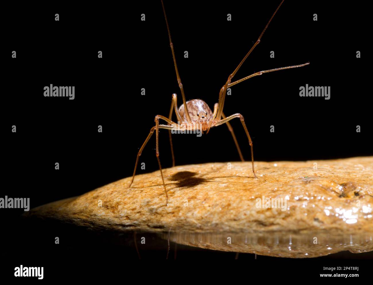 Araneae, Scytodidae, Spitting Spider (Scytodes thoracica Stock Photo ...